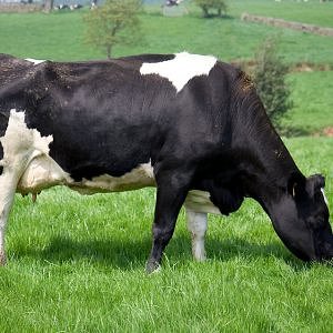 Pequeños productores recibieron ganado chileno